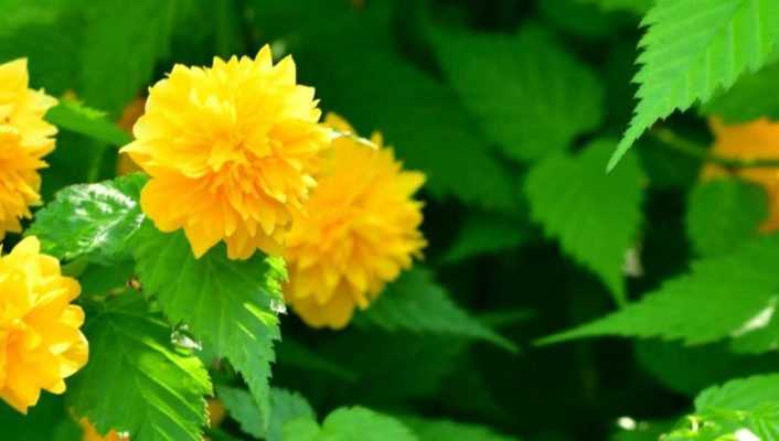 Associer le corête du Japon : nos idées - Promesse de Fleurs