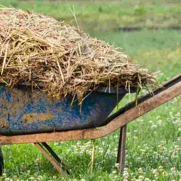 Fumier : 10 erreurs à ne pas faire - Promesse de Fleurs