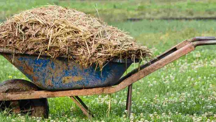 Fumier : 10 erreurs à ne pas faire - Promesse de Fleurs