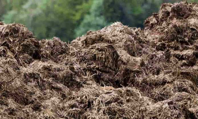 Quand et comment utiliser le fumier au potager - Promesse de Fleurs