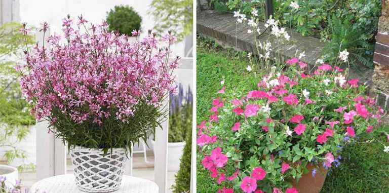 Cultiver un Gaura en pot - Promesse de Fleurs