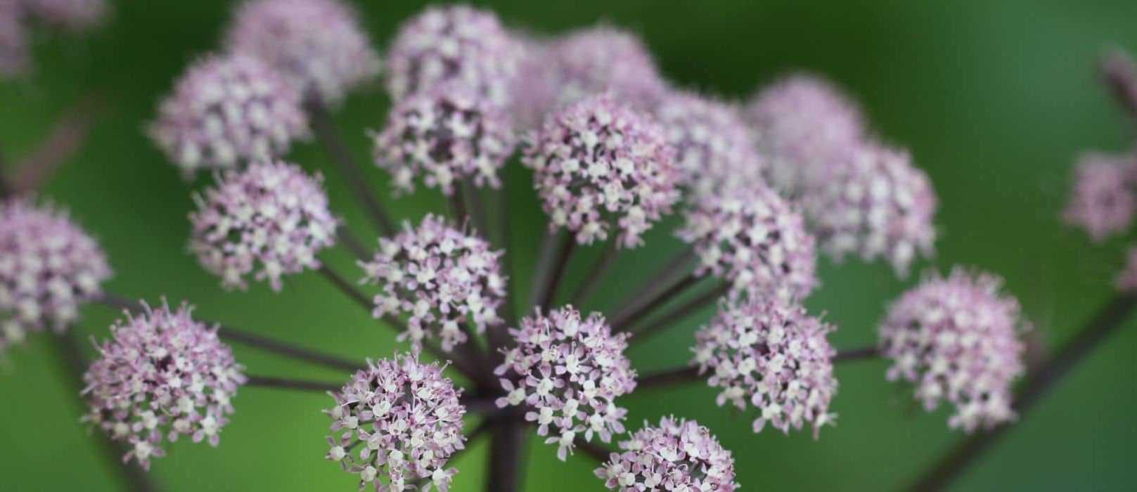 Associer les Angéliques - Promesse de Fleurs