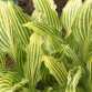 Hosta Fire and Ice - De grandes feuilles à centre blanc marginées de vert