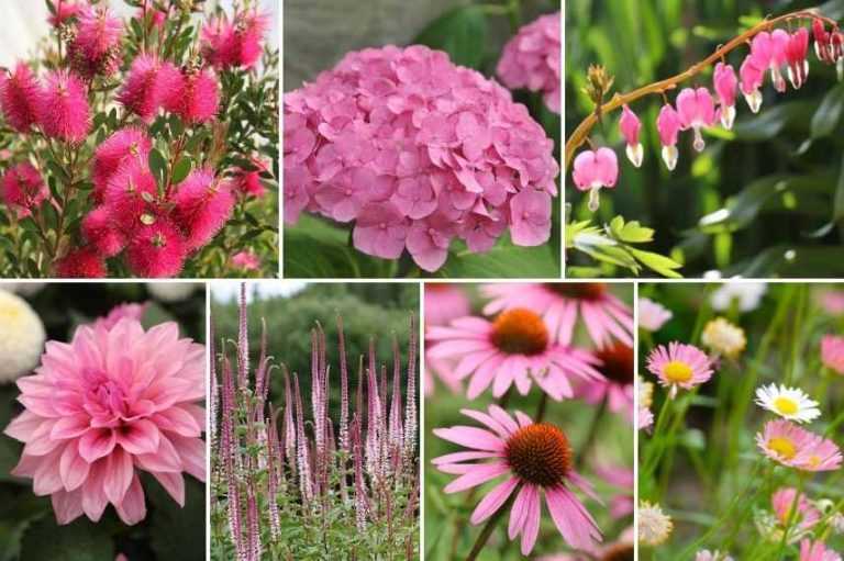 Aménager un jardin rose - Promesse de Fleurs