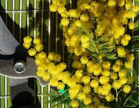 Mimosa : comment bien planter cet arbuste ? Conseil jardinage