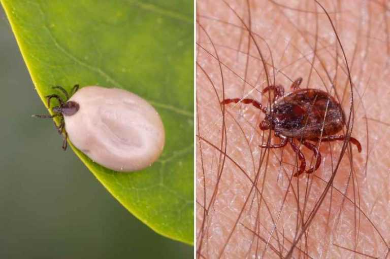 Lutter contre les tiques au jardin - Promesse de Fleurs
