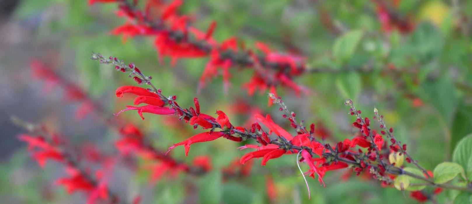 8 vivaces à fleurs rouges pour enflammer le jardin - Promesse de Fleurs