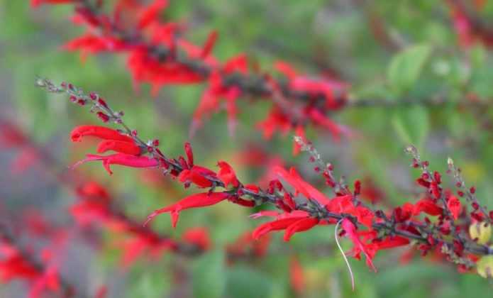 8 vivaces à fleurs rouges pour enflammer le jardin - Promesse de Fleurs