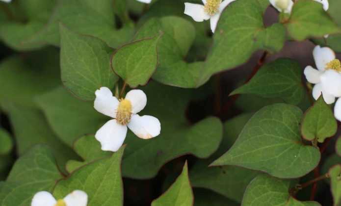 Houttuynia cordata, Poivre de Chine : planter, cultiver