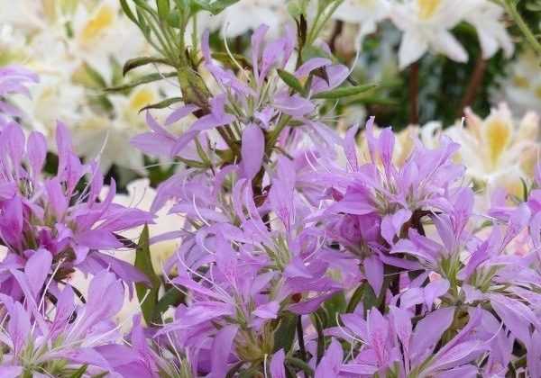 Cultivez une azalée en pot - Conseils Promesse de Fleurs