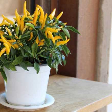 Cultiver des poivrons et des piments en pot - Promesse de Fleurs