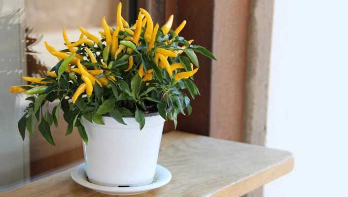 Cultiver des poivrons et des piments en pot - Promesse de Fleurs