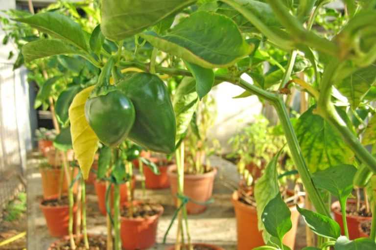 Cultiver des poivrons et des piments en pot - Promesse de Fleurs
