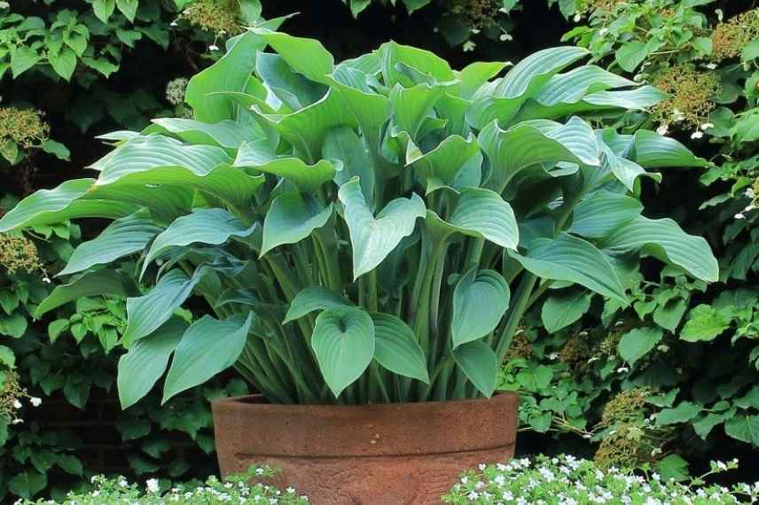 Hostas bleus : les plus belles variétés - Promesse de Fleurs