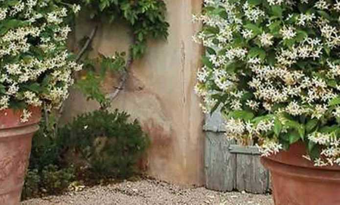 Cultiver un jasmin en pot - Promesse de Fleurs