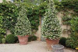 Cultiver un jasmin en pot - Promesse de Fleurs