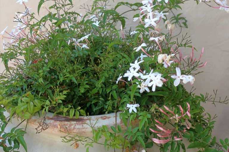 Cultiver un jasmin en pot - Promesse de Fleurs