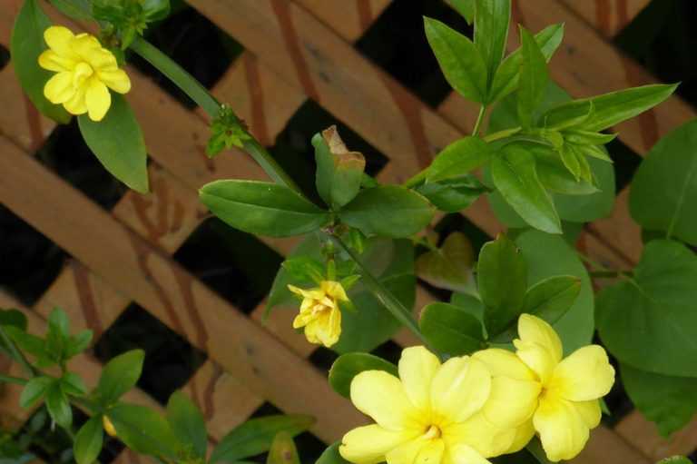 Cultiver un jasmin en pot - Promesse de Fleurs