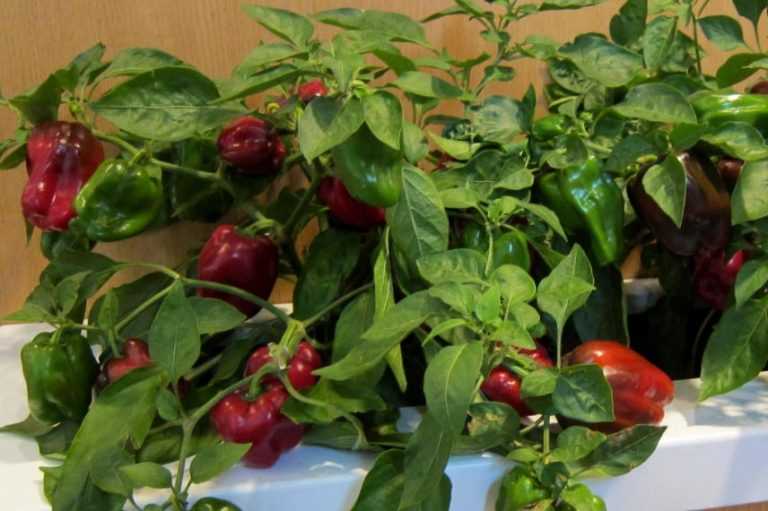 Cultiver des poivrons et des piments en pot - Promesse de Fleurs