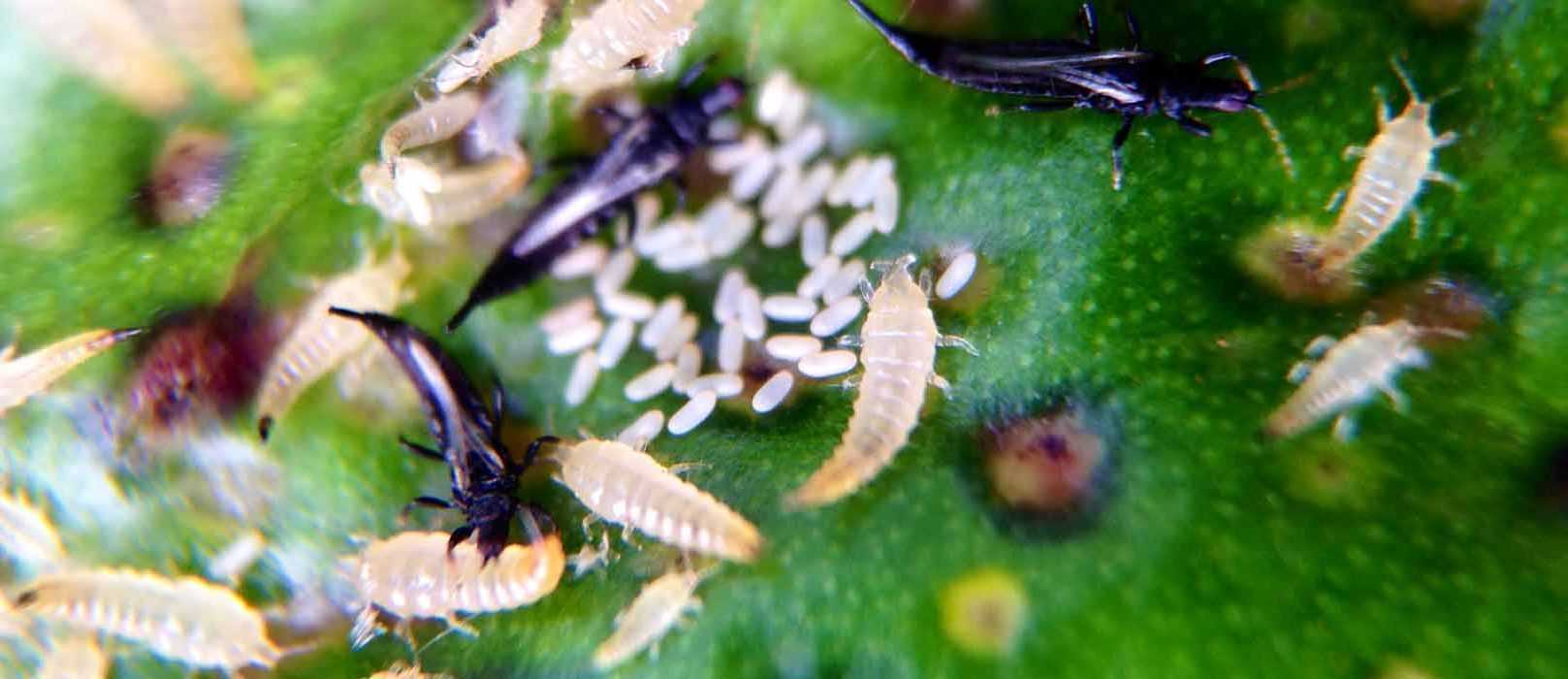 Thrips : Identification et traitement naturel - Promesse de Fleurs