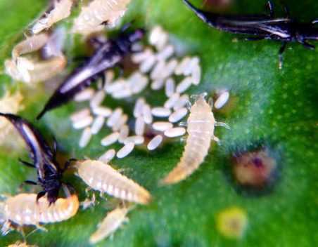 Thrips : Identification et traitement naturel - Promesse de Fleurs