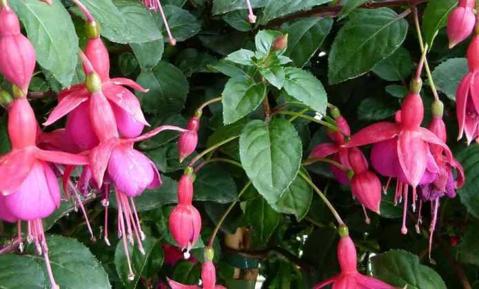 Fuchsia : nos conseils de plantation, taille et entretien