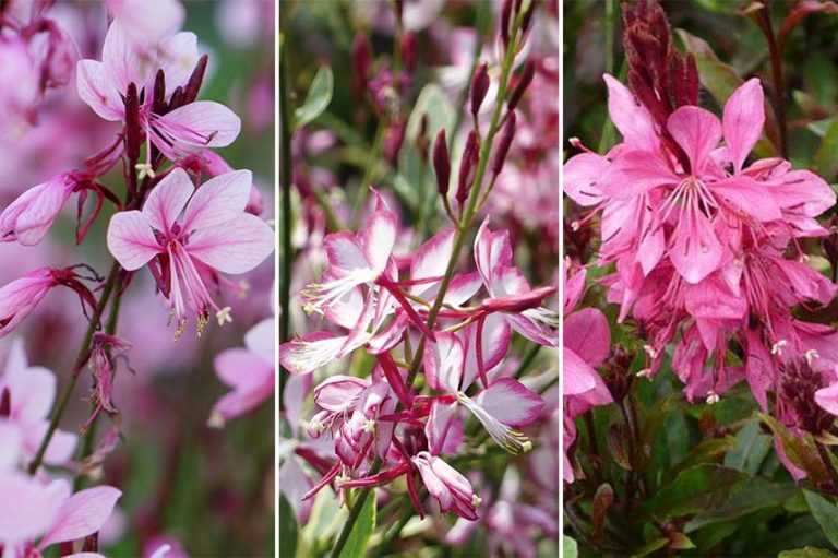 choisir un gaura avec Promesse de Fleurs