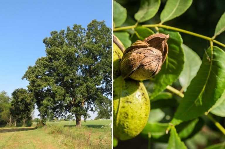 Cultiver des fruits à coques au jardin - Promesse de Fleurs