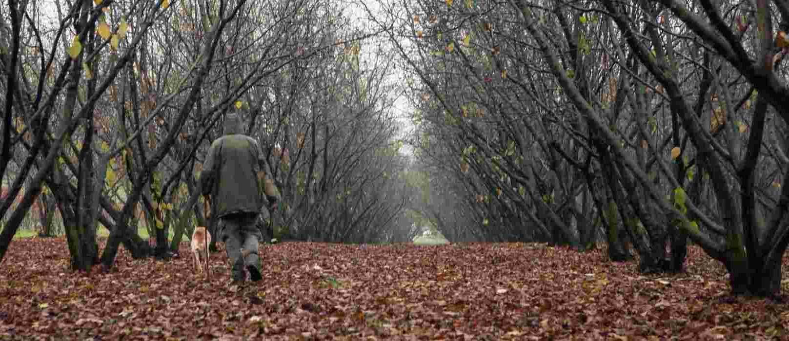 Comment planter un arbre truffier mycorhizé ? - Promesse de Fleurs