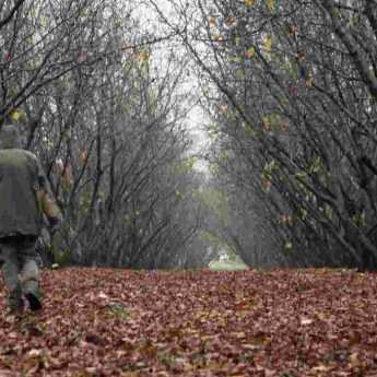 Comment planter un arbre truffier mycorhizé ? - Promesse de Fleurs
