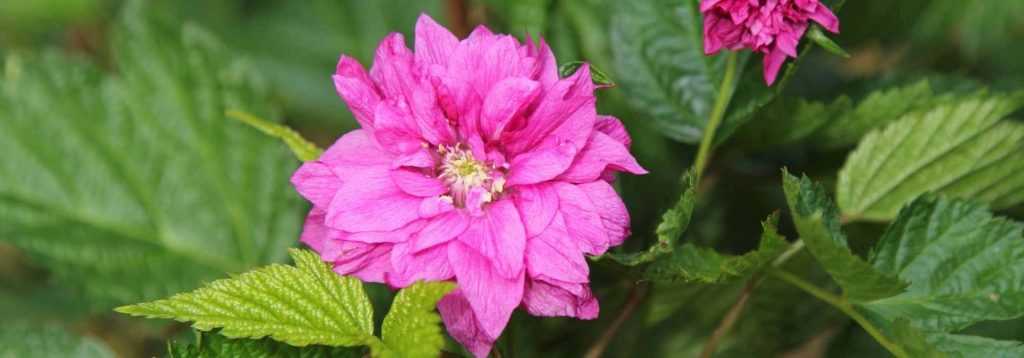 Les ronces ornementales : notre sélection - Promesse de Fleurs