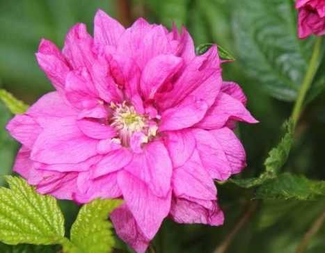 Les ronces ornementales : notre sélection - Promesse de Fleurs