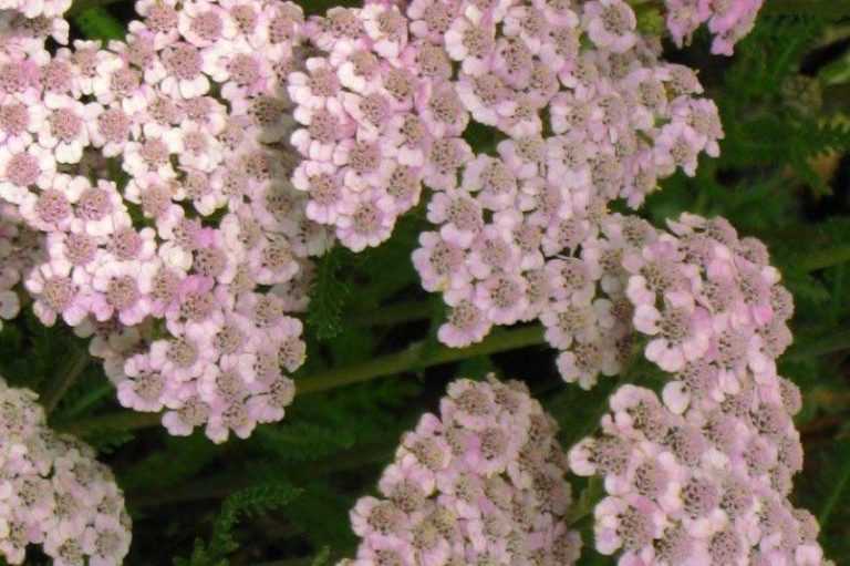 7 achillées roses qu'il faut avoir dans son jardin - Promesse de Fleurs