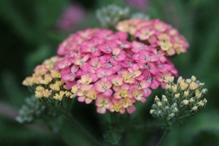 7 achillées roses qu'il faut avoir dans son jardin - Promesse de Fleurs