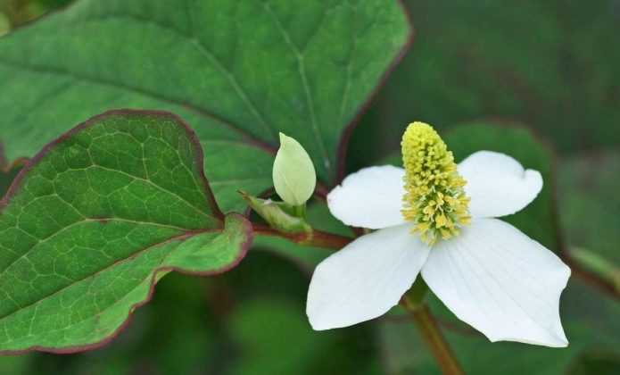 Houttuynia cordata, Poivre de Chine : planter, cultiver