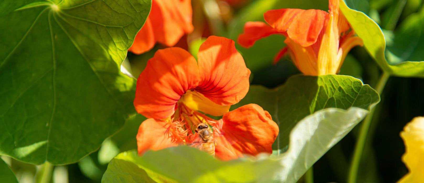 Associer les capucines - Promesse de Fleurs