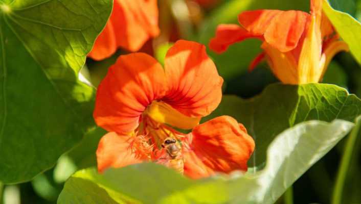 Associer les capucines - Promesse de Fleurs