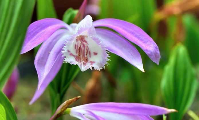 3 idées pour associer les pléiones au jardin - Promesse de Fleurs
