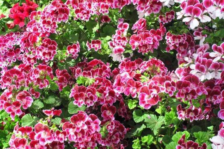 7 plantes en fleurs tout l’été - Promesse de Fleurs