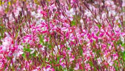 7 plantes en fleurs tout l’été - Promesse de Fleurs