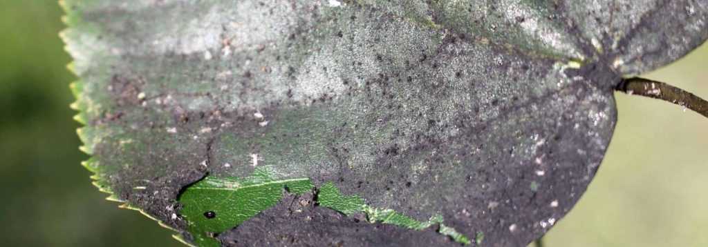 La fumagine, qu'est-ce que c'est ? - Promesse de Fleurs