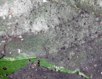 La fumagine, qu'est-ce que c'est ? - Promesse de Fleurs