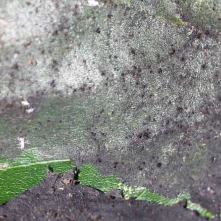 La fumagine, qu'est-ce que c'est ? - Promesse de Fleurs