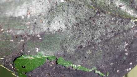 La fumagine, qu'est-ce que c'est ? - Promesse de Fleurs