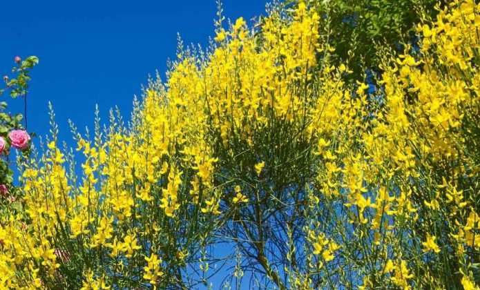 Genêt, Cytisus : plantation, taille, entretien - Promesse de Fleurs