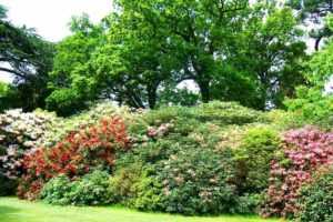 Comment créer un beau massif d'arbustes ? - Promesse de Fleurs