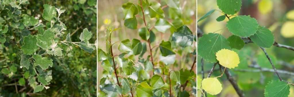 Peuplier - Populus : planter, cultiver et entretenir - Promesse de Fleurs