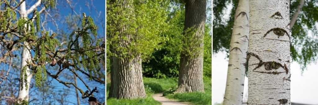 Peuplier - Populus : planter, cultiver et entretenir - Promesse de Fleurs