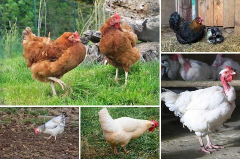 Les races de poules les plus prisées - Promesse de Fleurs