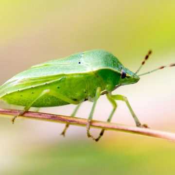 Les punaises au jardin - Promesse de Fleurs